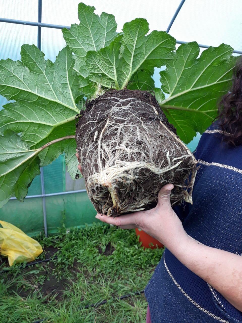 NALCA. ALIMENTO ANCESTRAL, MAPUCHE LAFKECHE, LOF MATEO NAHUELPAN ...